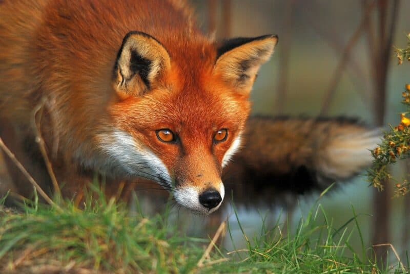 Fox Wallpapers HD - PixelsTalk
