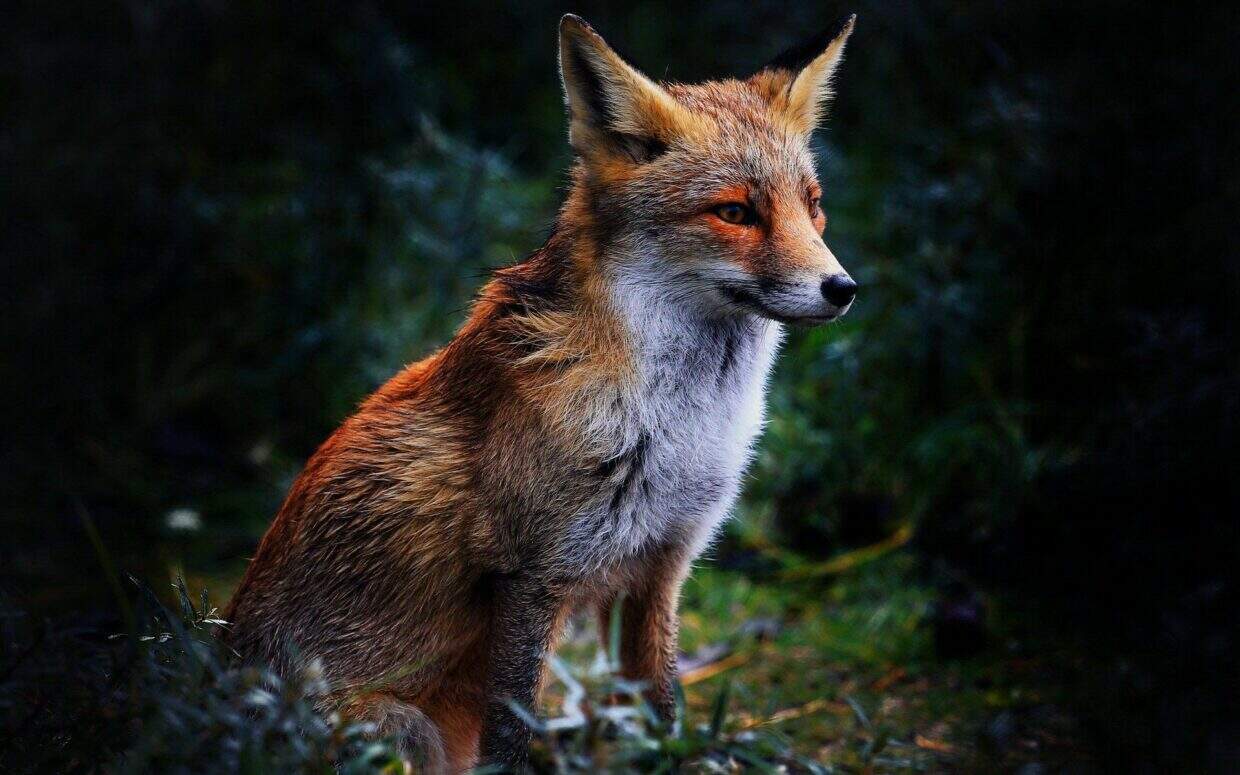 Fox Wallpapers HD - PixelsTalk