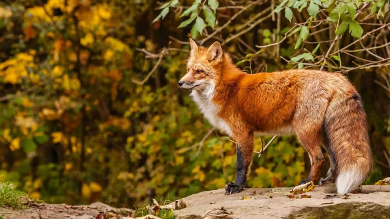 Fox Wallpapers HD - PixelsTalk