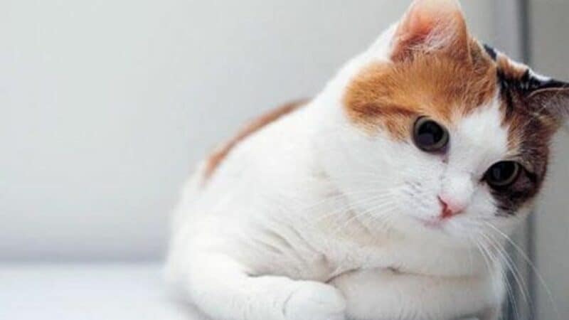 Cute Cat Backgrounds HD - PixelsTalk