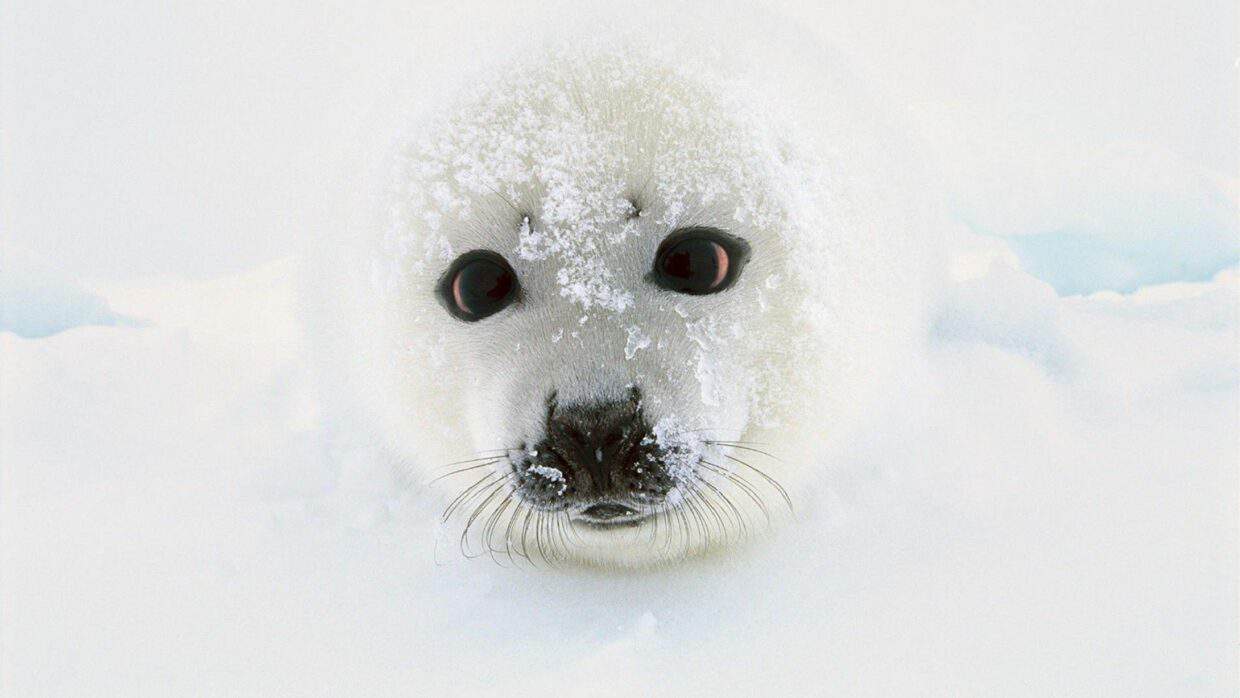 Cute White Backgrounds HD - PixelsTalk