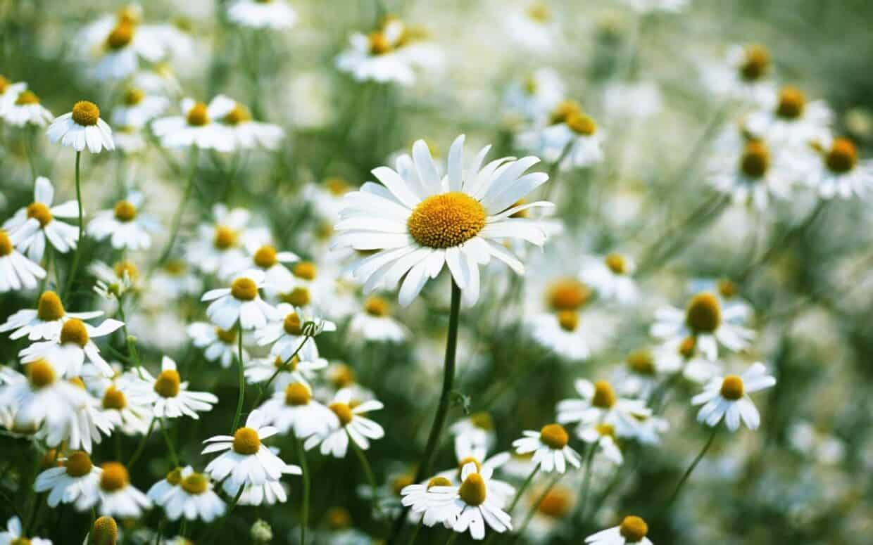 Daisy Wallpapers HD High Quality - PixelsTalk