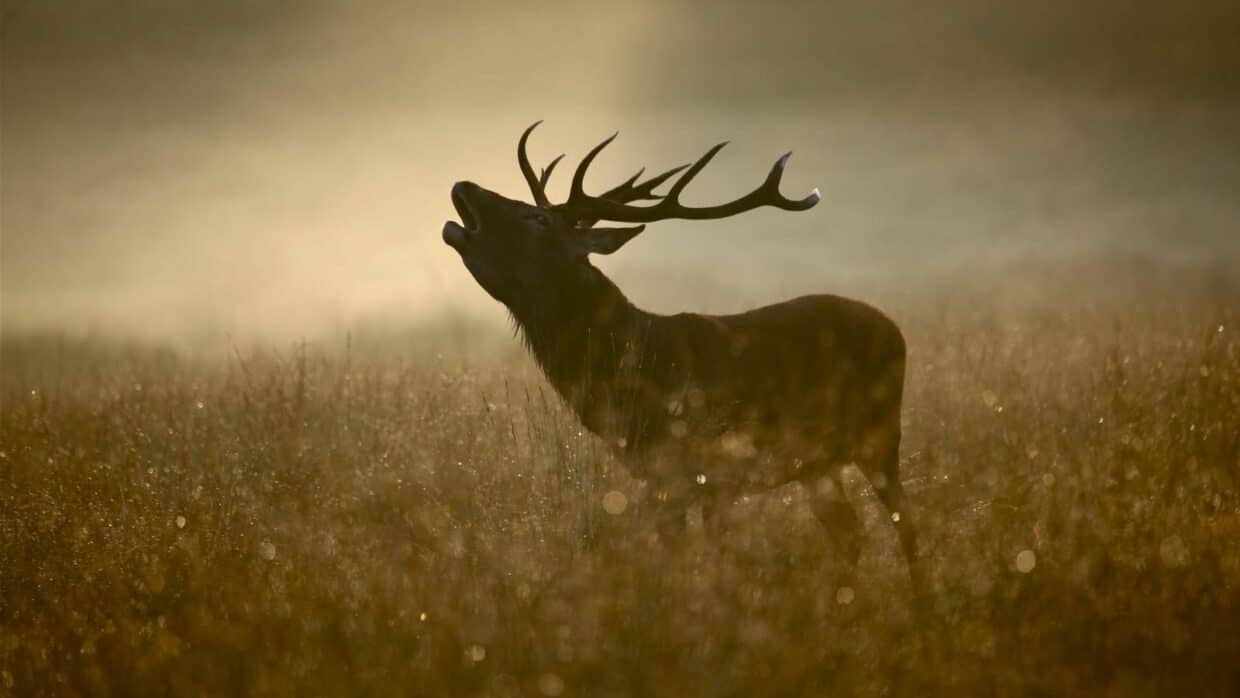 Deer HD Wallpapers For Desktop - PixelsTalk