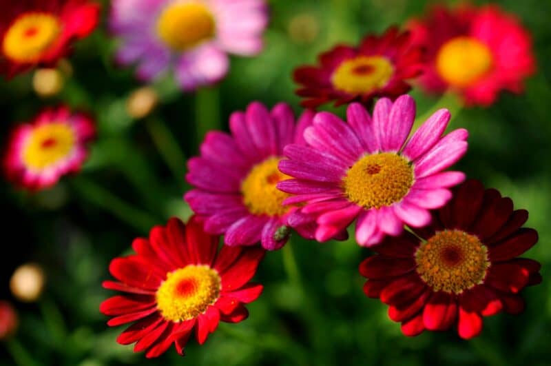Flower HD Background - PixelsTalk