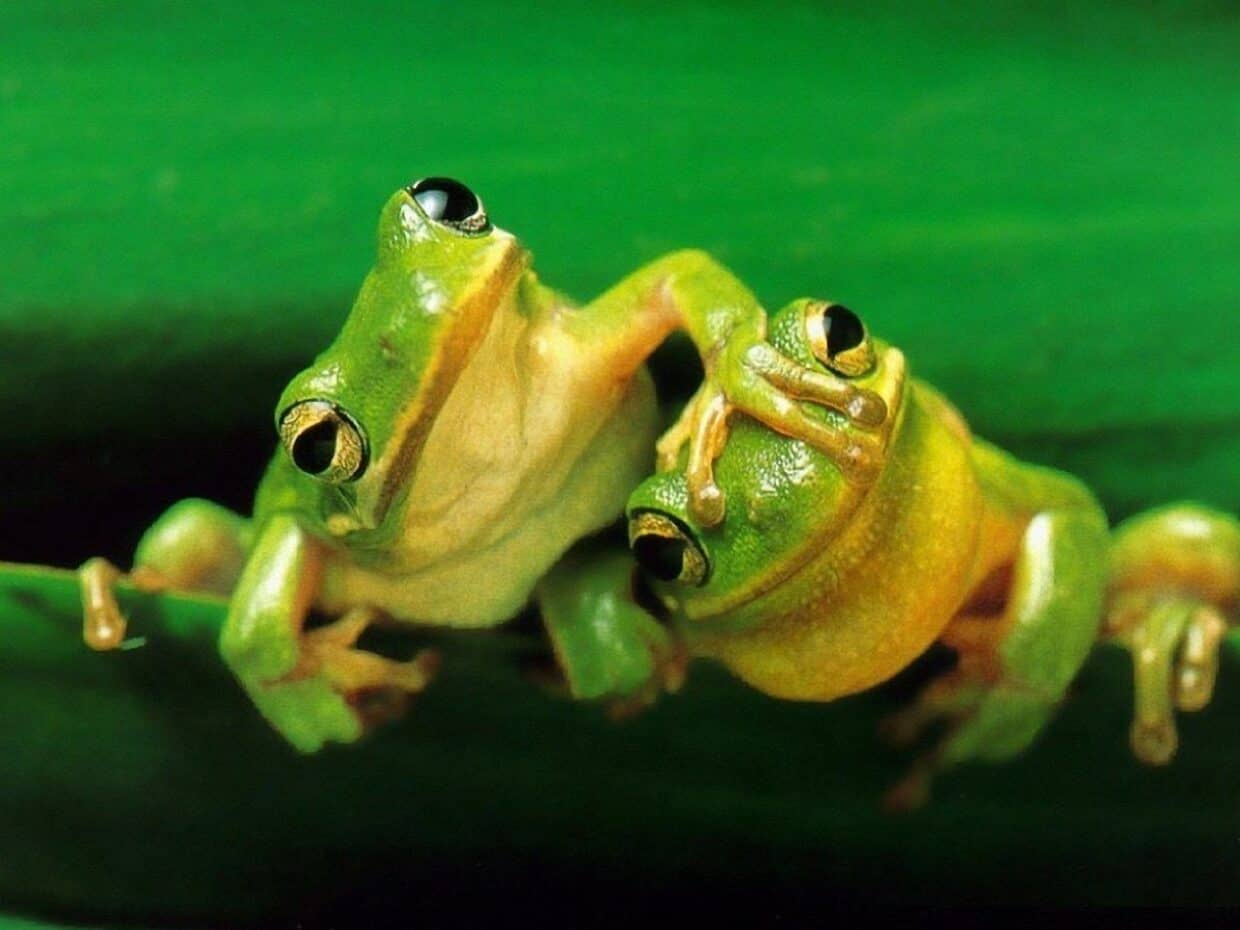 Frog Wallpapers HD High Quality - PixelsTalk
