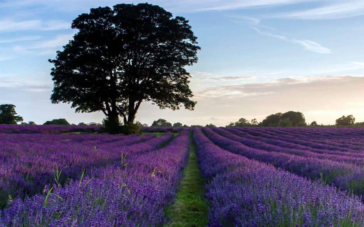 Lavender Wallpapers HD High Quality - PixelsTalk