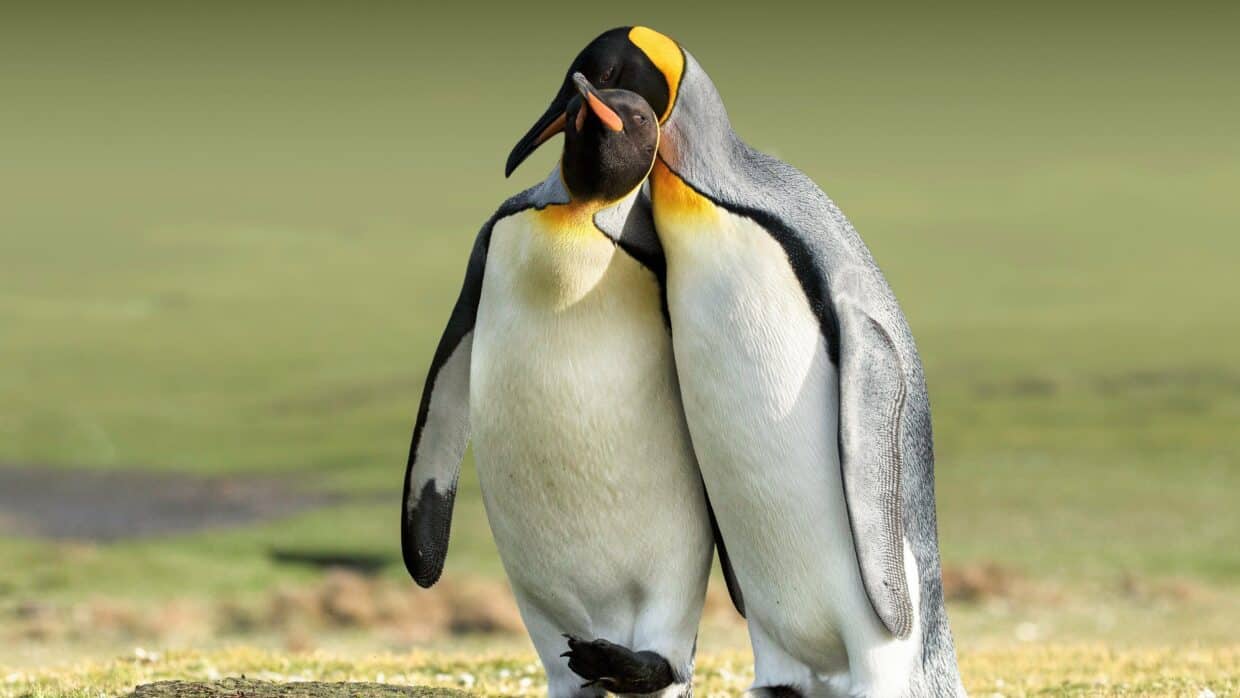 Penguin Wallpapers HD - PixelsTalk