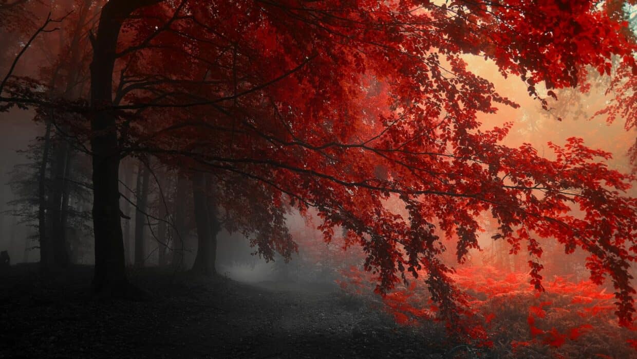 Red Wallpapers 4K - PixelsTalk