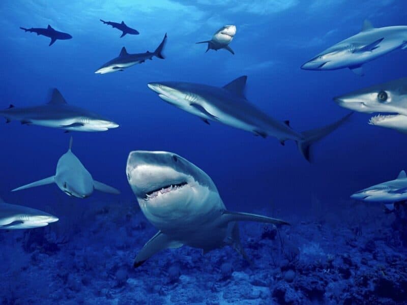 HD Shark Wallpapers High Quality - PixelsTalk