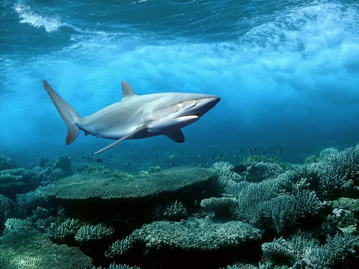 HD Shark Wallpapers High Quality - PixelsTalk
