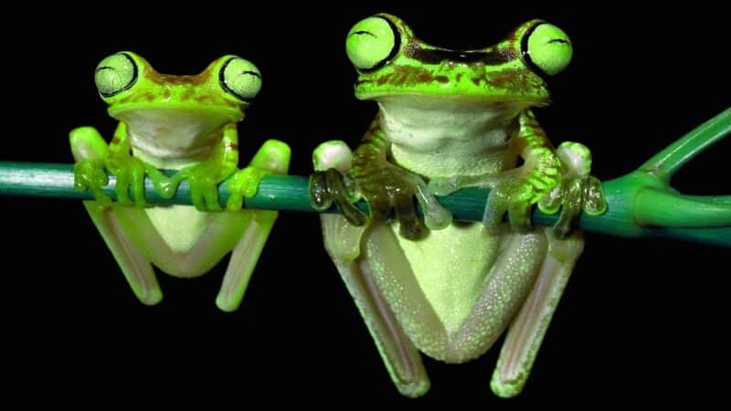 Frog Wallpapers HD High Quality - PixelsTalk