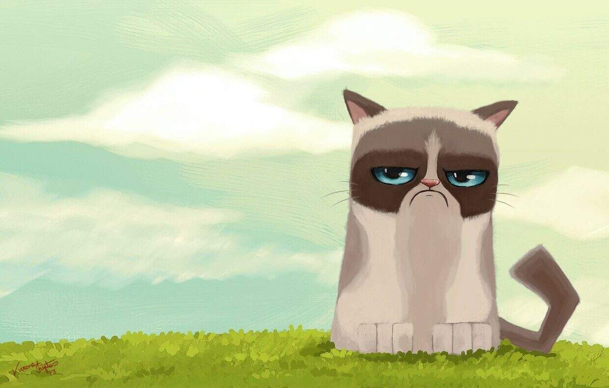 Grumpy Cat HD Wallpapers - PixelsTalk