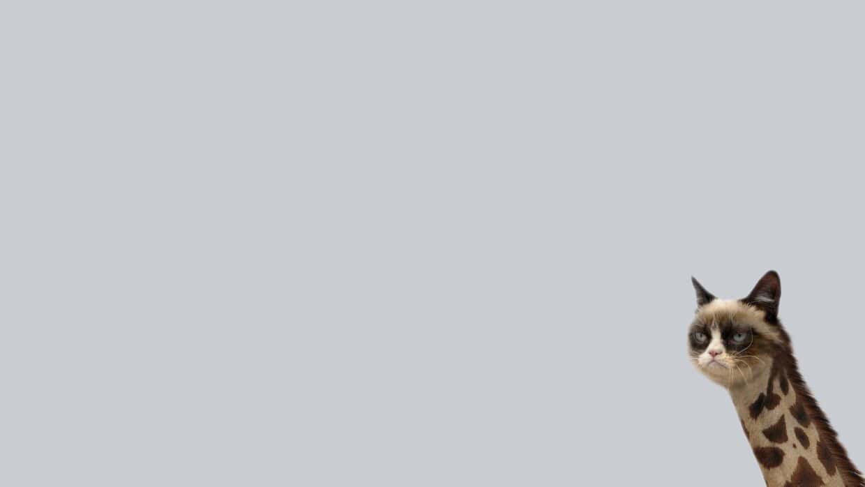 Grumpy Cat HD Wallpapers - PixelsTalk