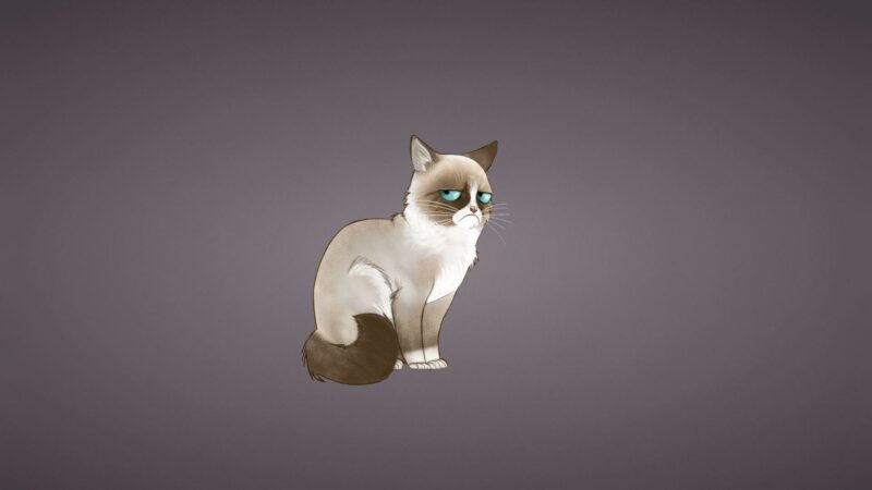 Grumpy Cat HD Wallpapers - PixelsTalk