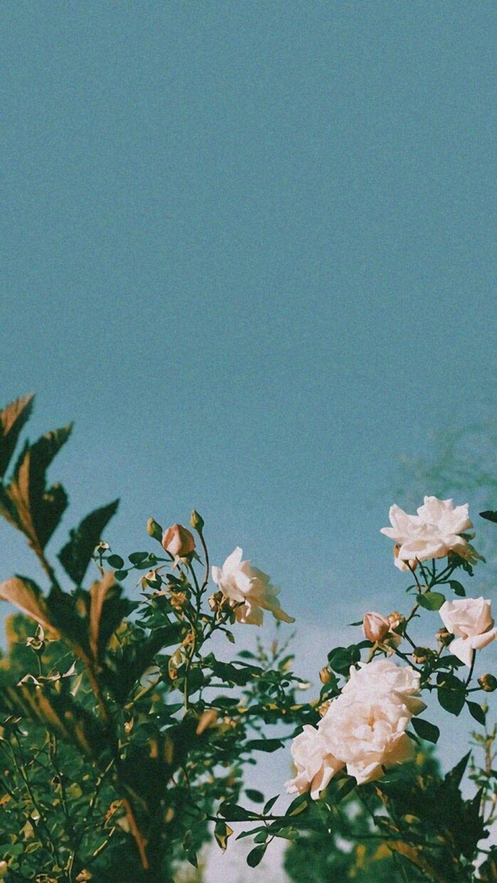 Aesthetic Plants Backgrounds HD - PixelsTalk