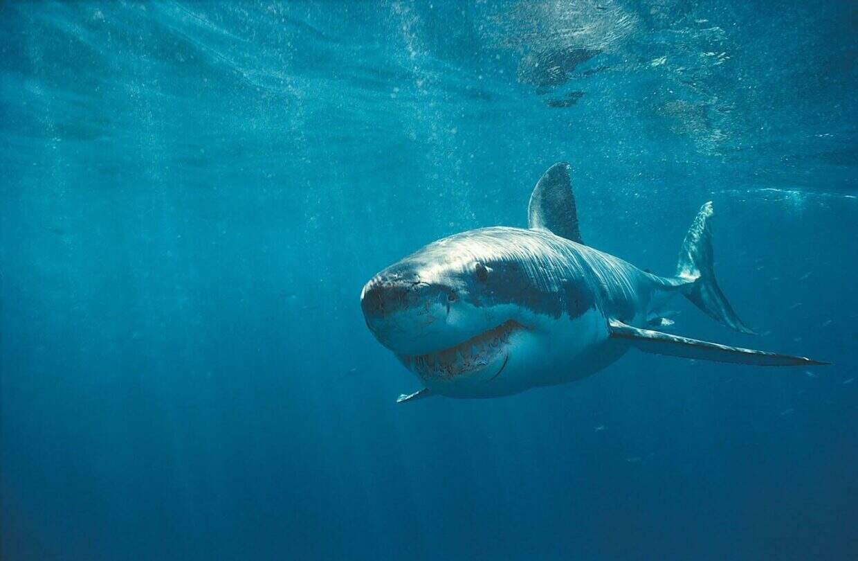 HD Shark Wallpapers High Quality - PixelsTalk