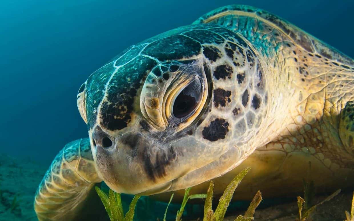 Turtle Wallpapers HD High Resolution - PixelsTalk