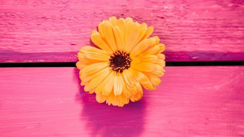 Happy Wallpapers HD - PixelsTalk