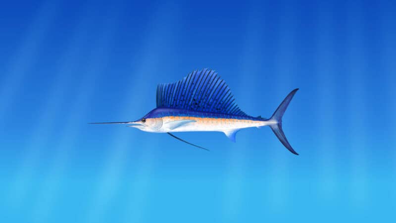 4K Fish Wallpapers Computer - PixelsTalk