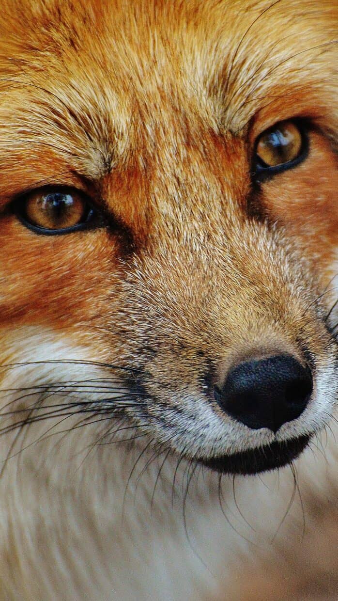 Fox Wallpapers HD - PixelsTalk