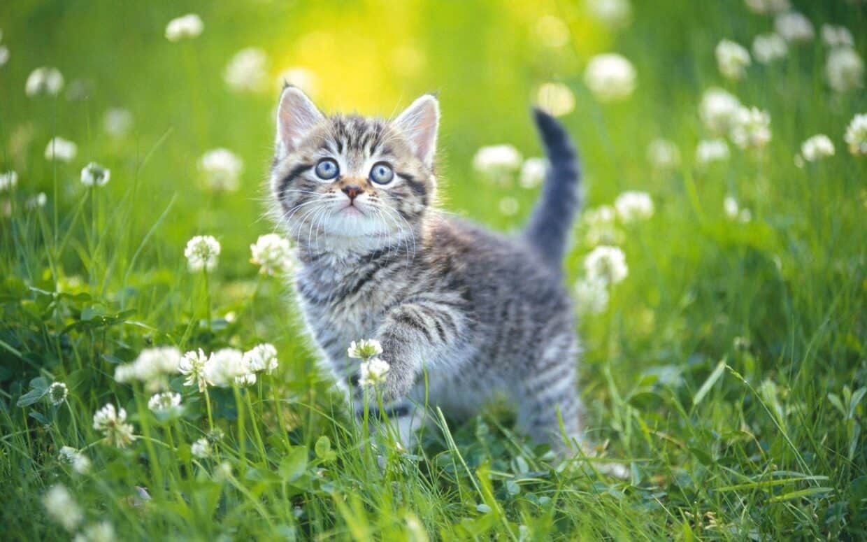 Kitten Wallpapers HD High Resolution - PixelsTalk