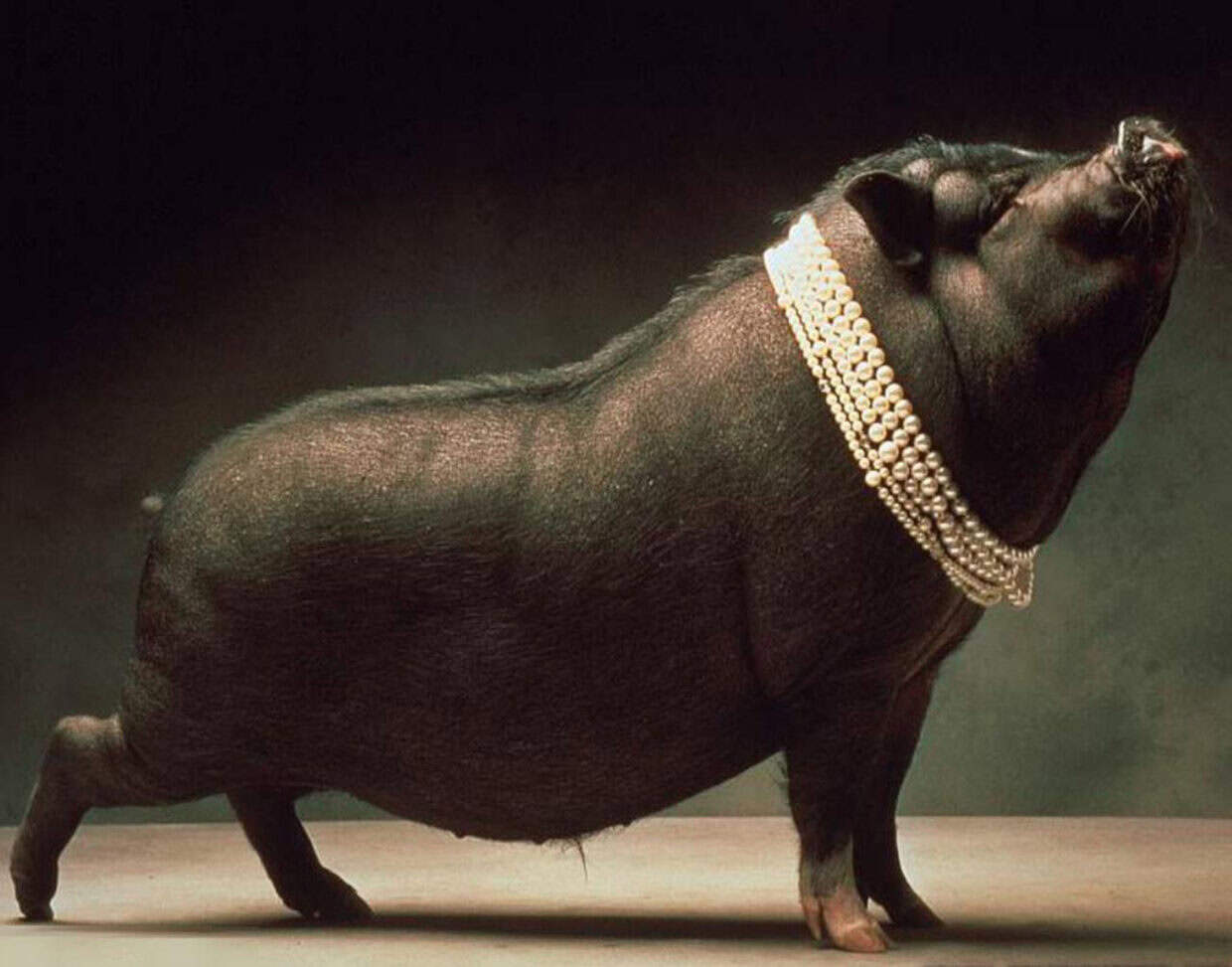 Cute Pig Desktop Wallpapers HD - PixelsTalk