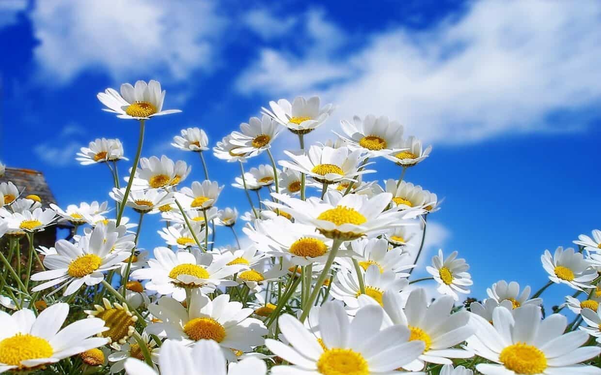 Daisy Wallpapers HD High Quality - PixelsTalk