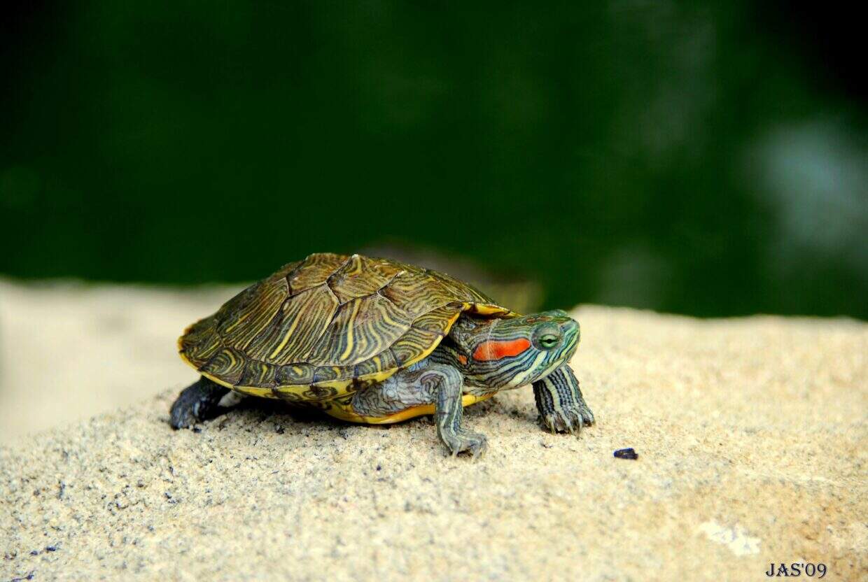 Turtle Wallpapers HD High Resolution - PixelsTalk