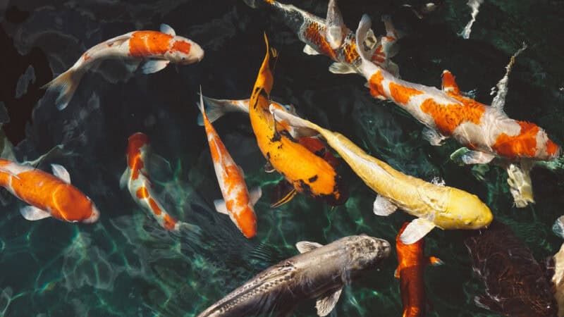 4K Fish Wallpapers Computer - PixelsTalk