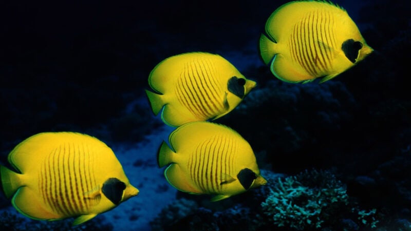Cool Fish Wallpapers HD - PixelsTalk