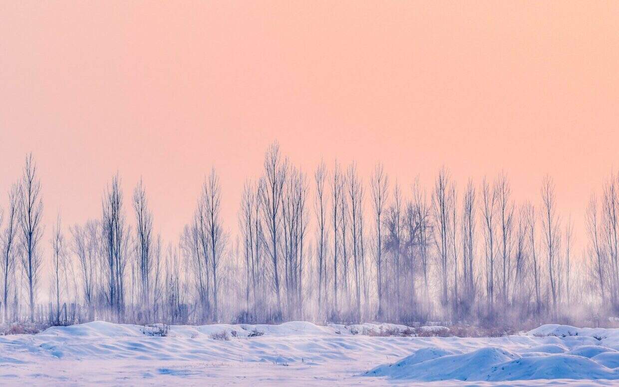 Pink Winter Wallpapers For Desktop - PixelsTalk