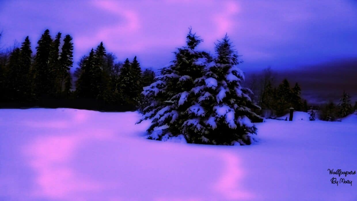 Pink Winter Wallpapers For Desktop - PixelsTalk