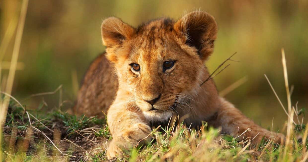Animal HD Wallpapers - PixelsTalk