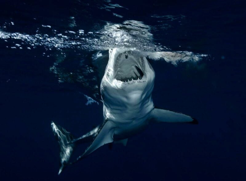 HD Shark Wallpapers High Quality - PixelsTalk