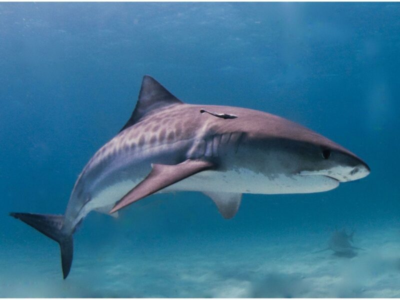 HD Shark Wallpapers High Quality - PixelsTalk