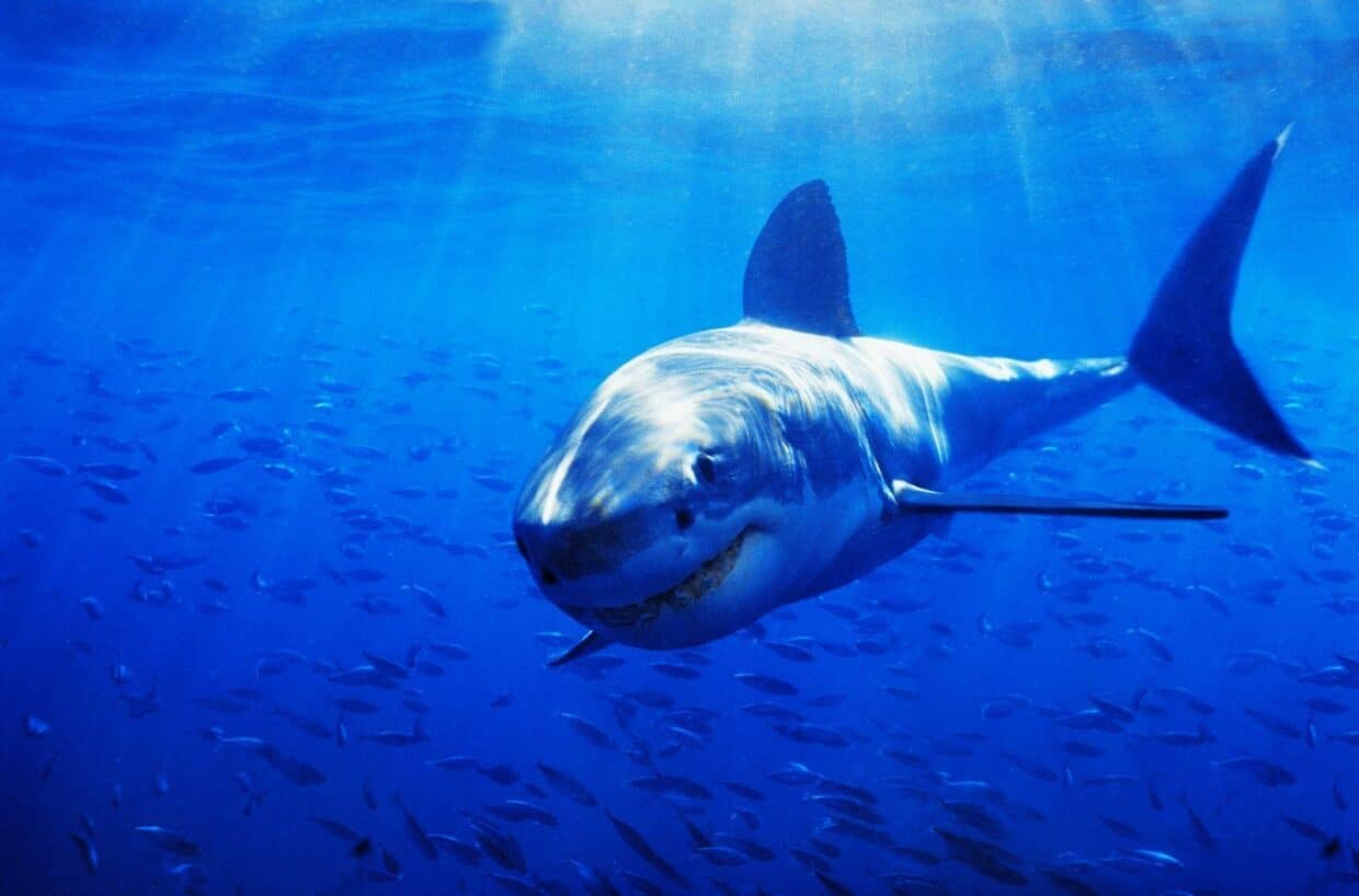 HD Shark Wallpapers High Quality - PixelsTalk