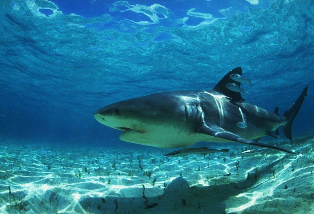HD Shark Wallpapers High Quality - PixelsTalk