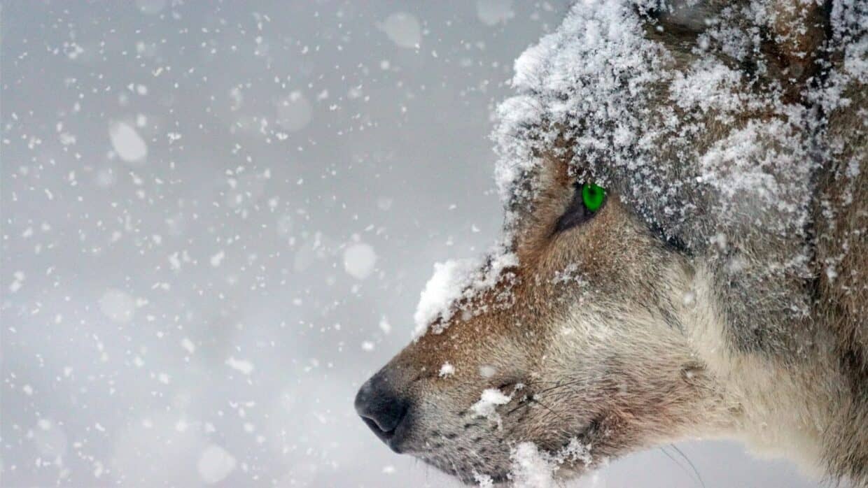 Snow Backgrounds HD - PixelsTalk