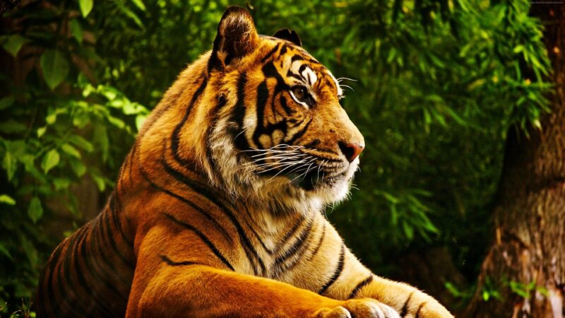 Animal HD Wallpapers - PixelsTalk