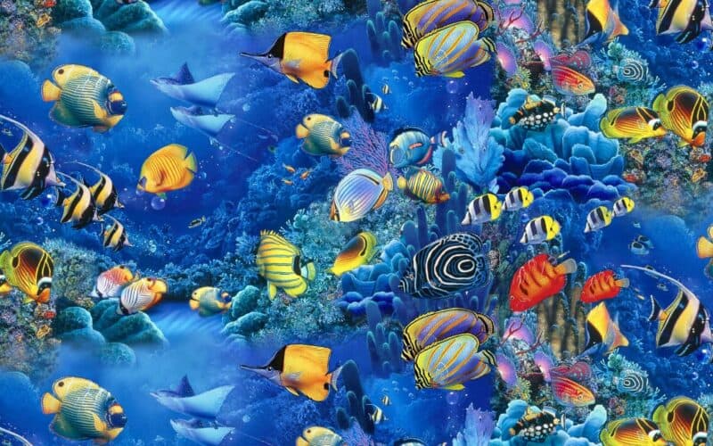 Cool Fish Wallpapers HD - PixelsTalk