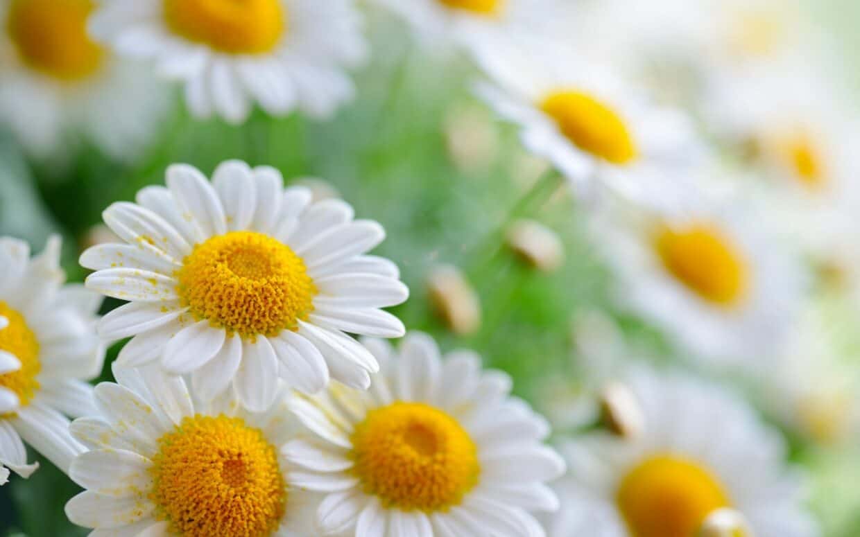 Daisy Wallpapers HD High Quality - PixelsTalk