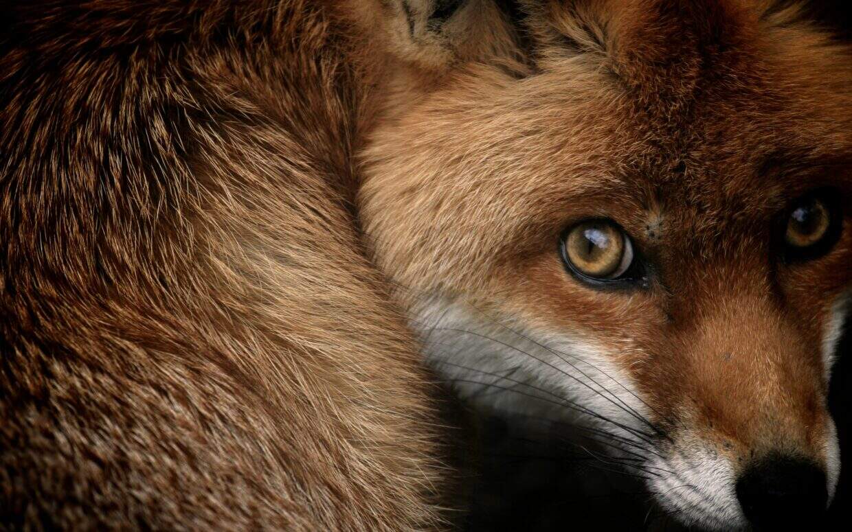 Fox Wallpapers HD - PixelsTalk