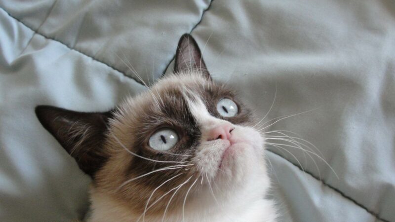 Grumpy Cat HD Wallpapers - PixelsTalk