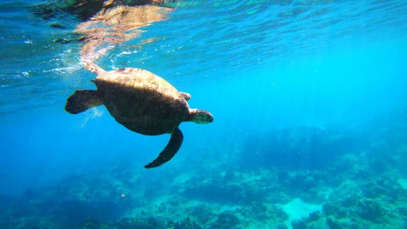 Turtle Wallpapers HD High Resolution - PixelsTalk