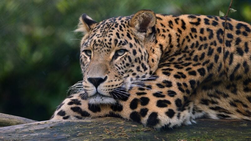 Animal HD Wallpapers - PixelsTalk
