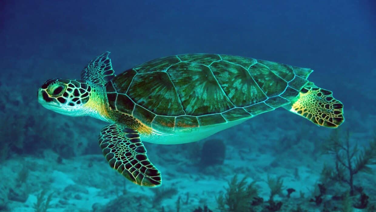 Turtle Wallpapers HD High Resolution - PixelsTalk