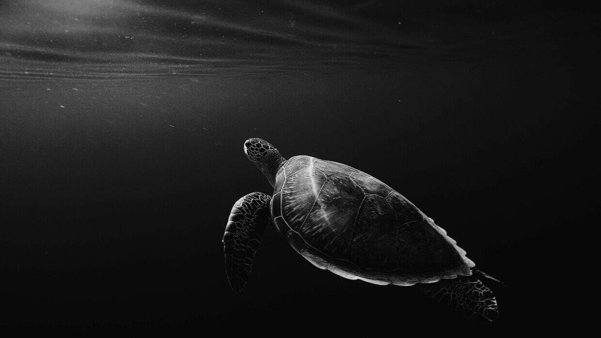 Turtle Wallpapers HD High Resolution - PixelsTalk
