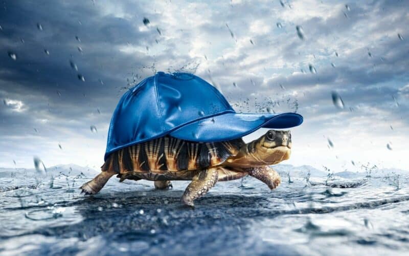 Turtle Wallpapers HD High Resolution - PixelsTalk