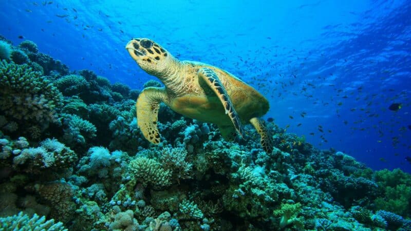 Turtle Wallpapers HD High Resolution - PixelsTalk