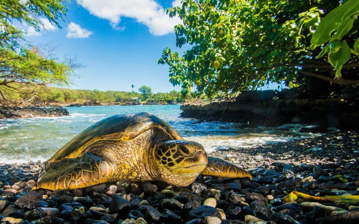 Turtle Wallpapers HD High Resolution - PixelsTalk